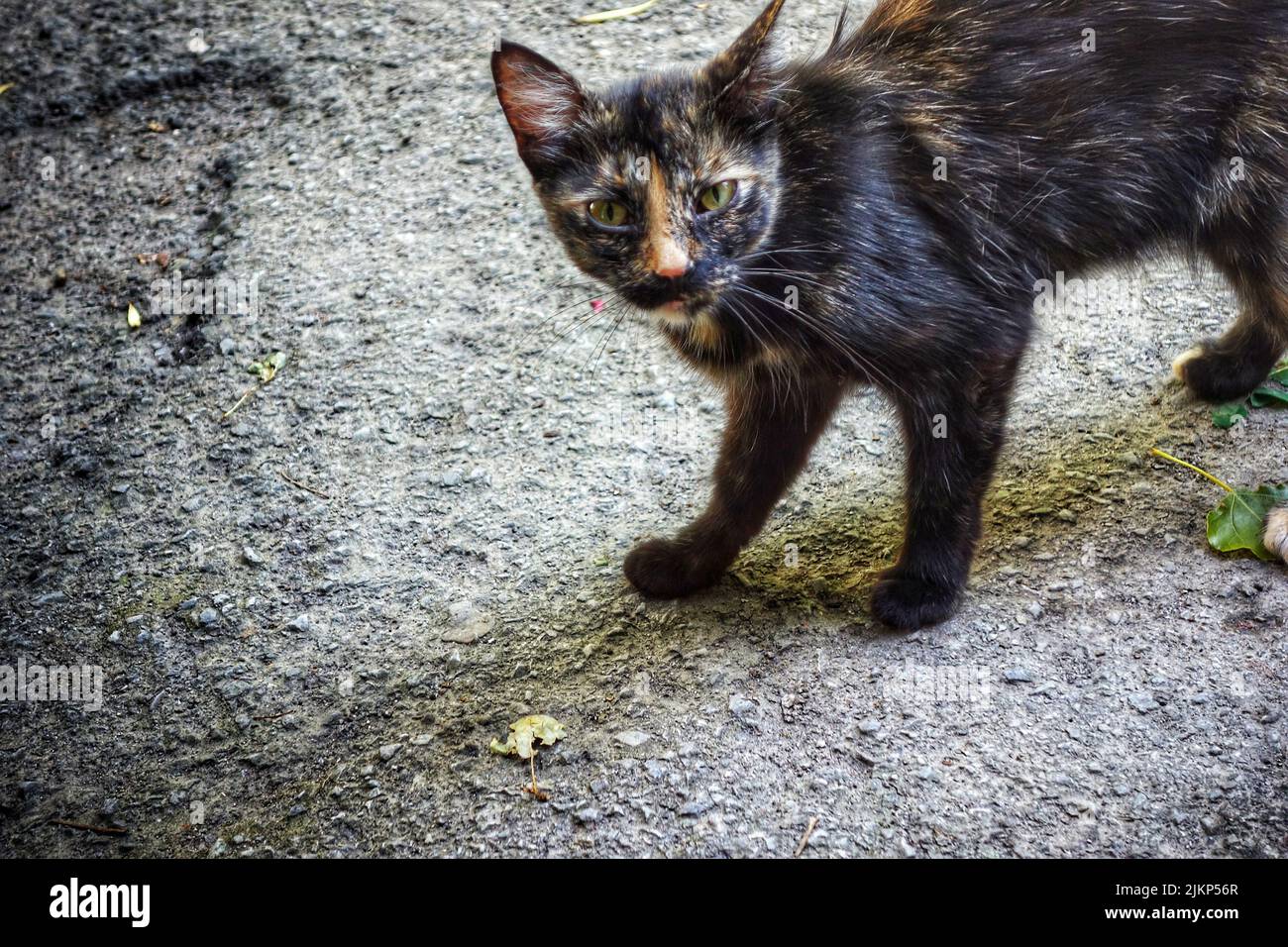 High angle portrait cat hi-res stock photography and images - Alamy