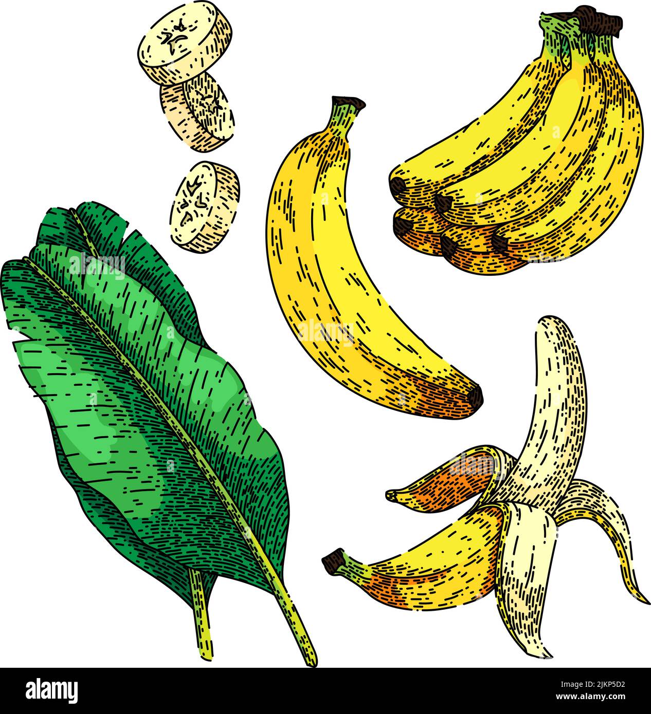 Closeup banana fruit slice Stock Vector Images - Alamy