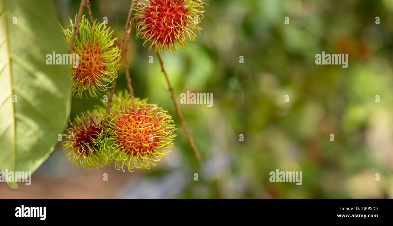 The red Beautiful Fresh rambutan fruit is on the rambutan tree ...