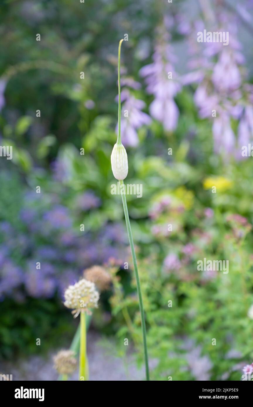 A garlic chive flower bud before opening Stock Photo - Alamy