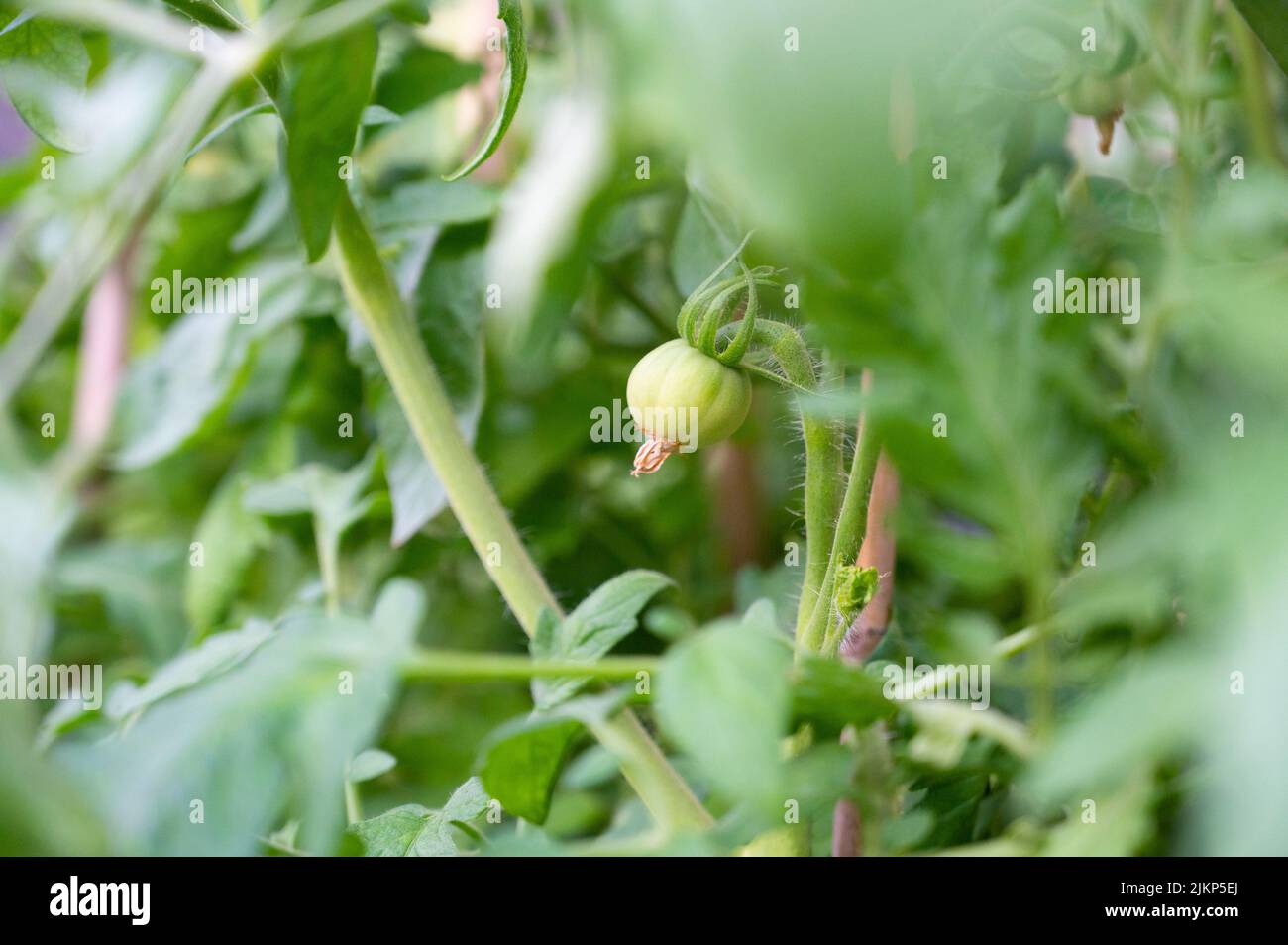Small tomato forming in spring Stock Photo - Alamy