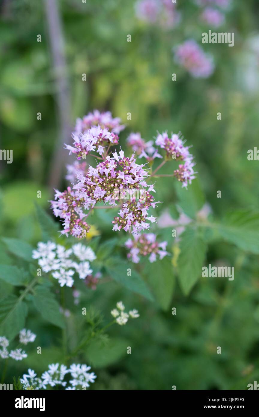 Oregano flower blooming in the garden Stock Photo - Alamy
