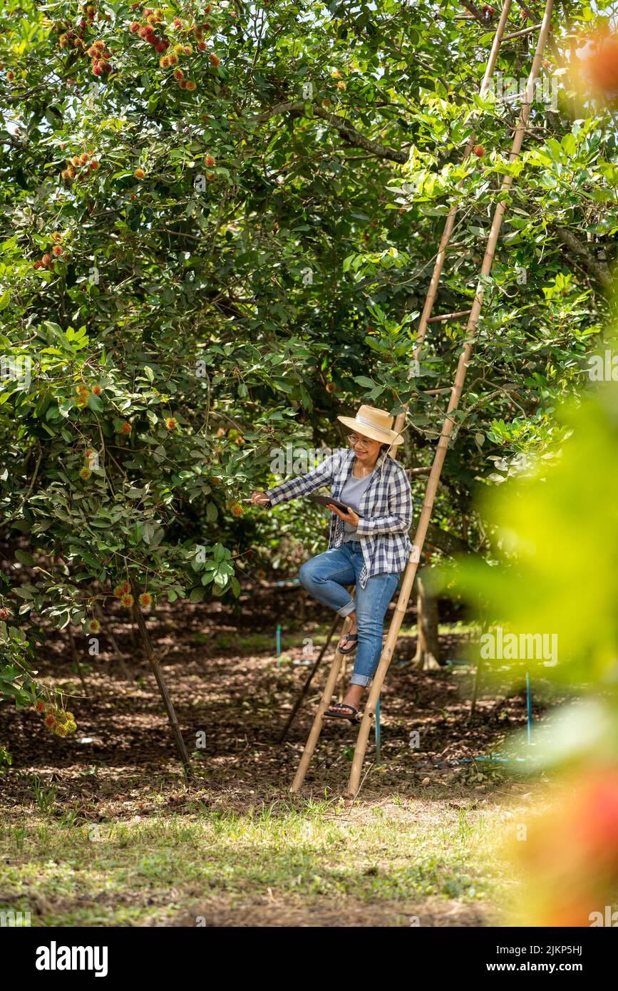 Harvest Rambutan by Smart woman Farmer in Rambutan fruit organic farm ...