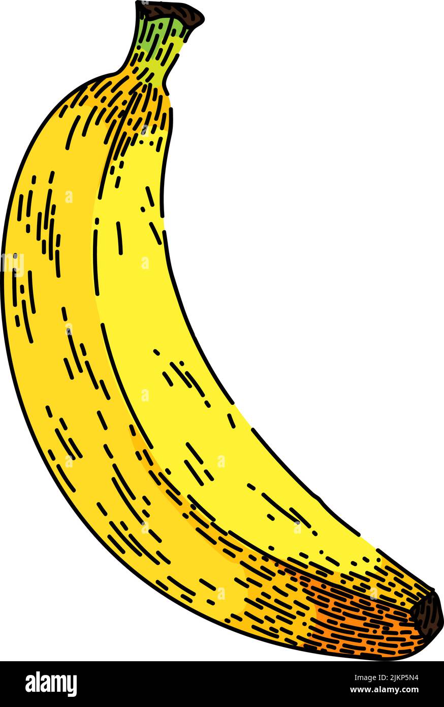 banana fruit sketch hand drawn vector Stock Vector Image & Art - Alamy