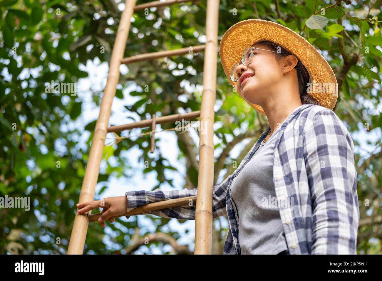 Harvest Rambutan by Smart woman Farmer in Rambutan fruit organic farm ...