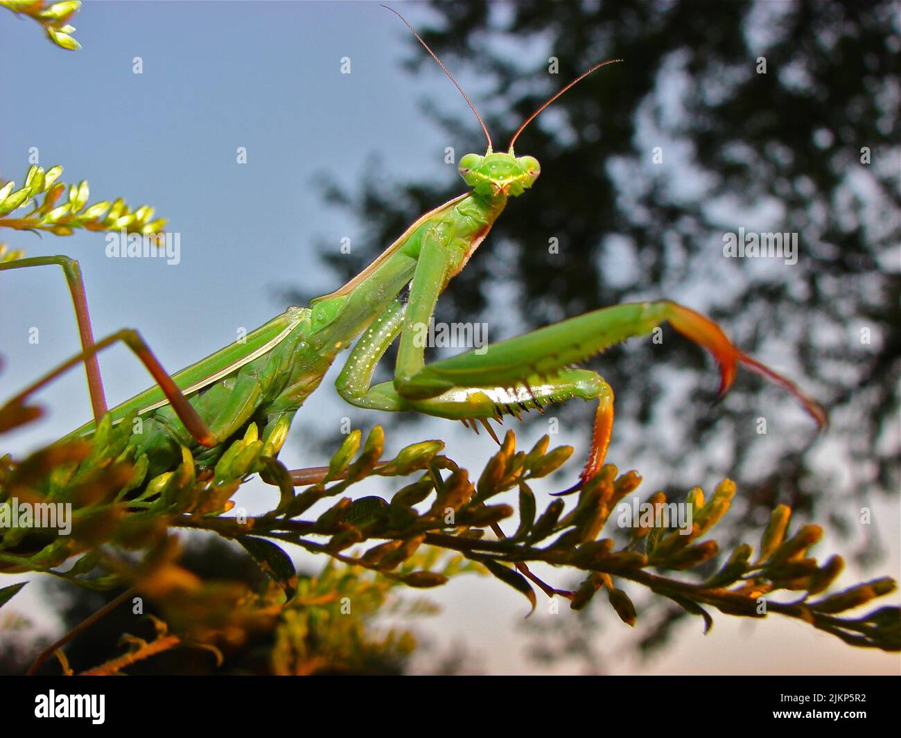 Posing praying mantis hi-res stock photography and images - Alamy