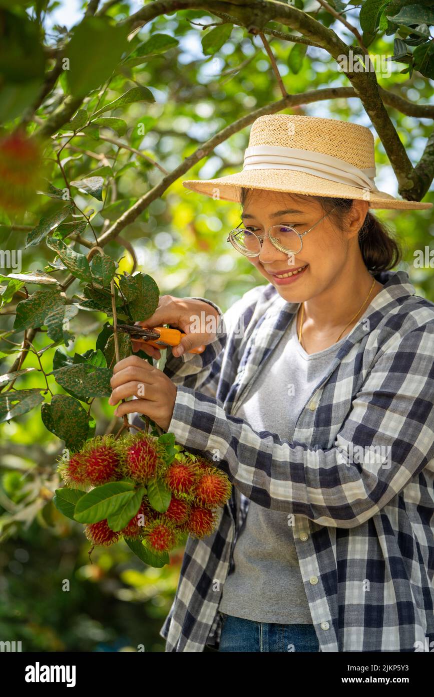 Harvest Rambutan by Smart woman Farmer in Rambutan fruit organic farm ...