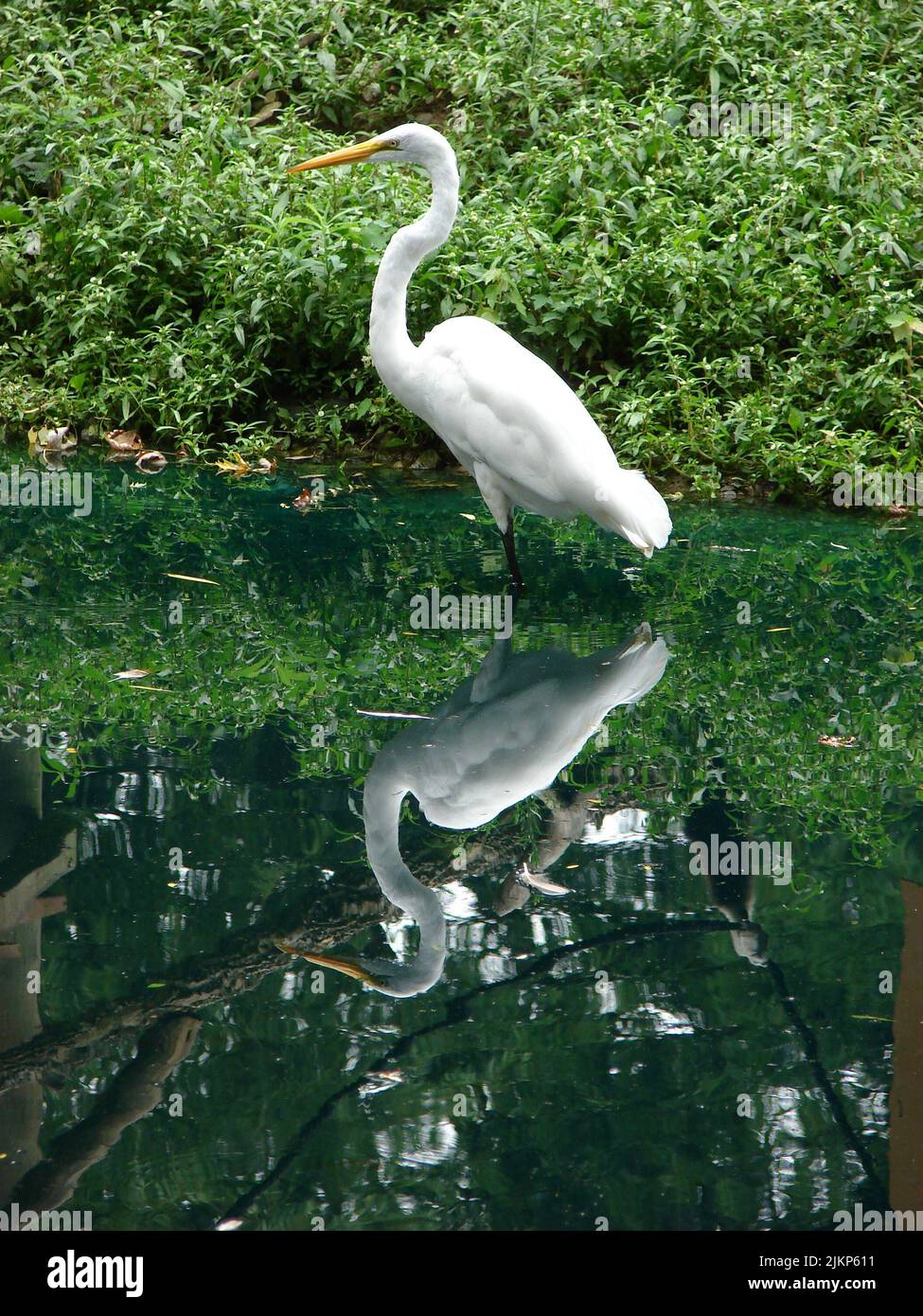 A Great Egret stalking fish in a pond Stock Photo - Alamy