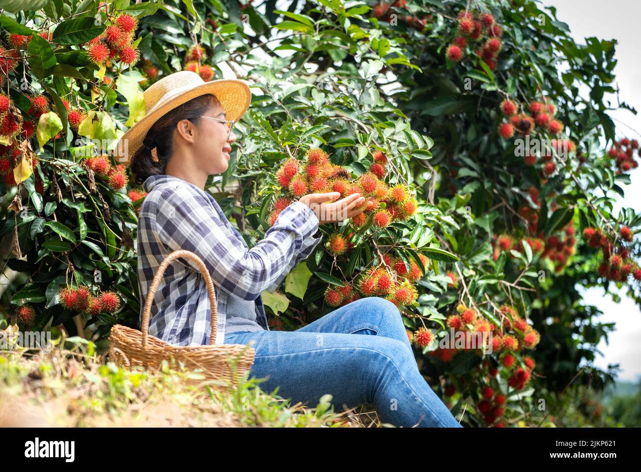 Harvest Rambutan by Smart woman Farmer in Rambutan fruit organic farm ...