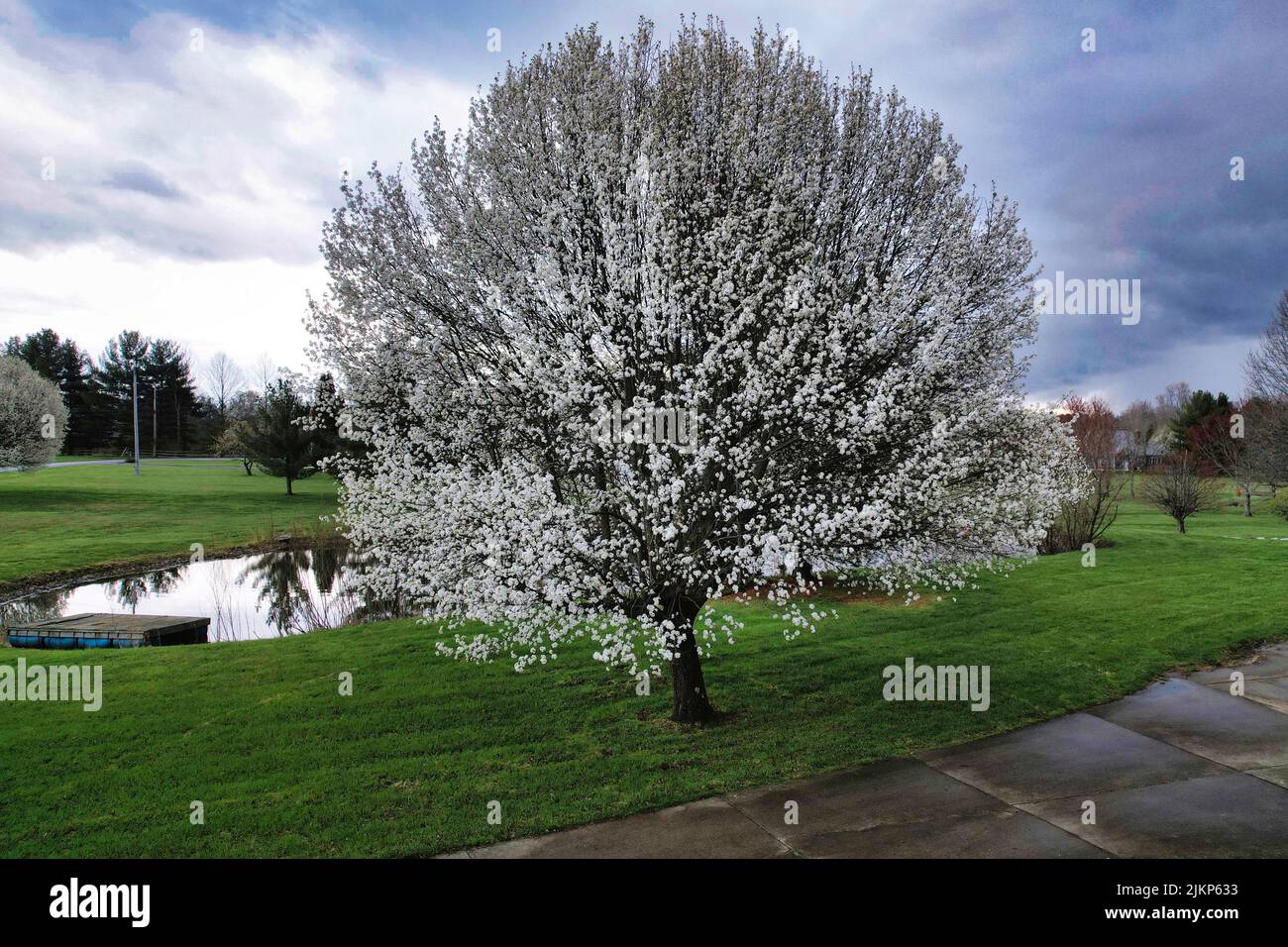 The beautiful tree with white flowers in the park near the pond Stock ...