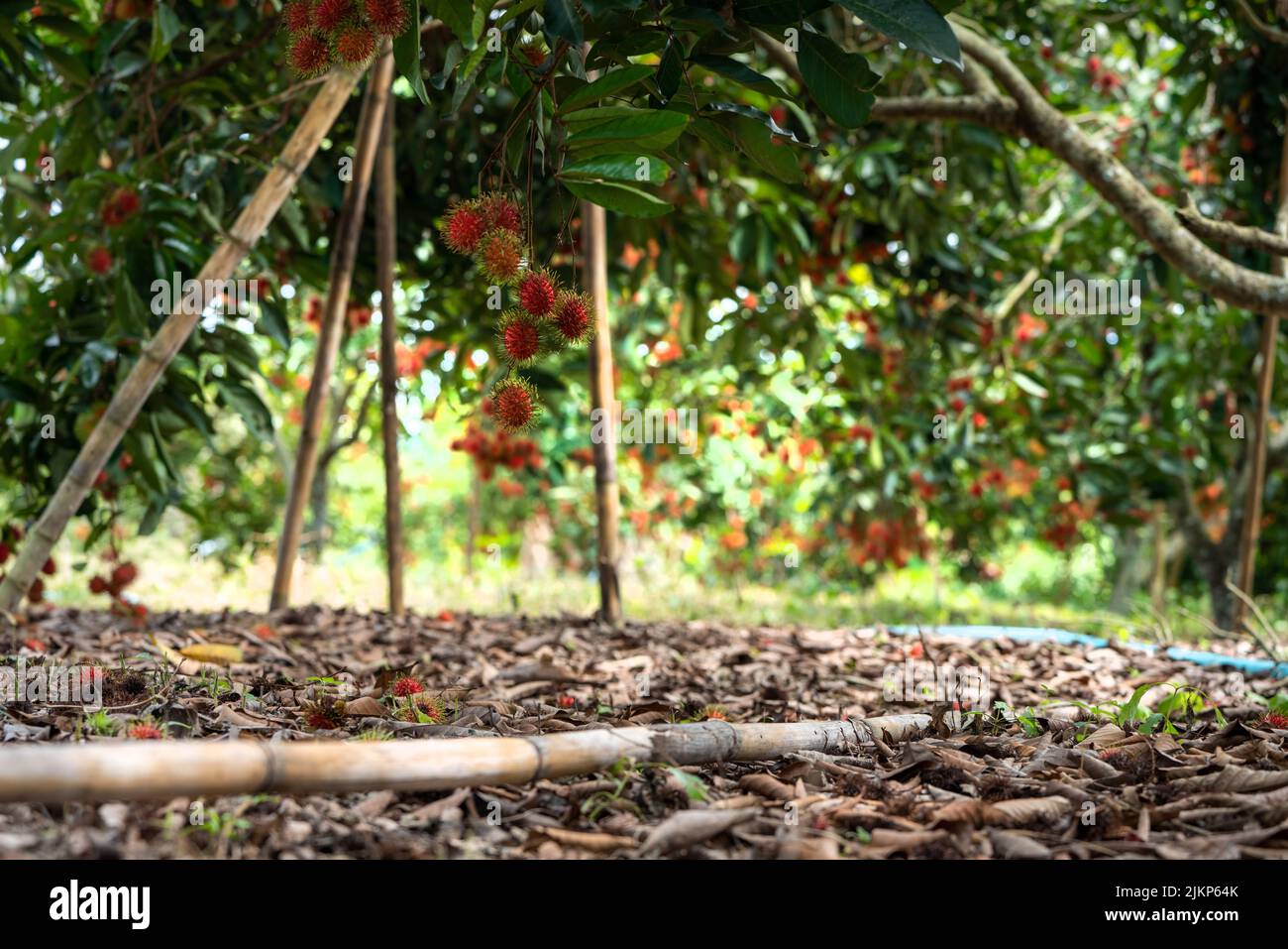 The red Beautiful Fresh rambutan fruit is on the rambutan tree ...