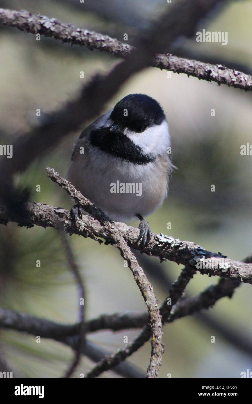 A vertical closeup of a black-capped chickadee perched on a branch ...