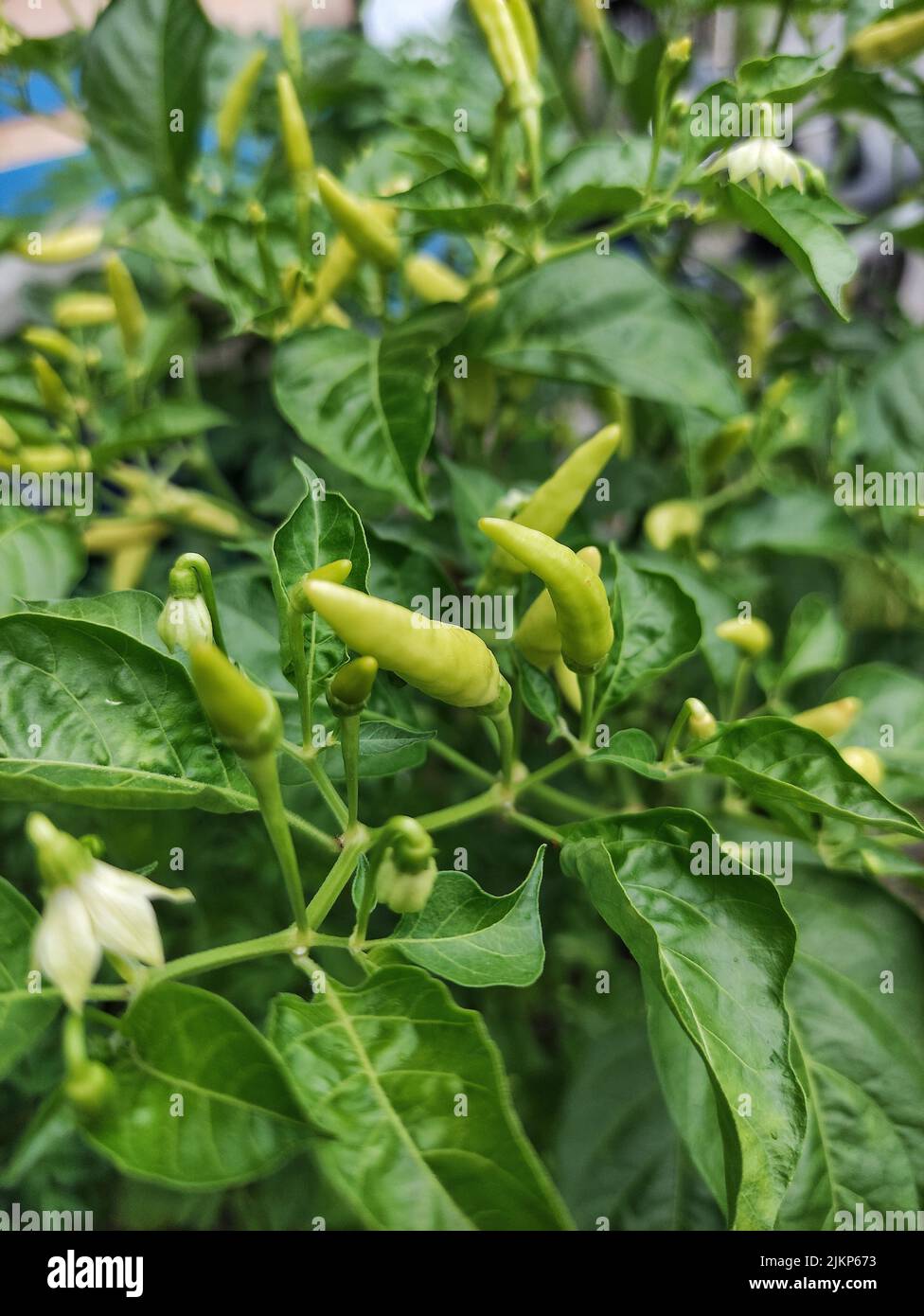 A vertical closeup of a lush chili pepper bush that is bearing lots of ...