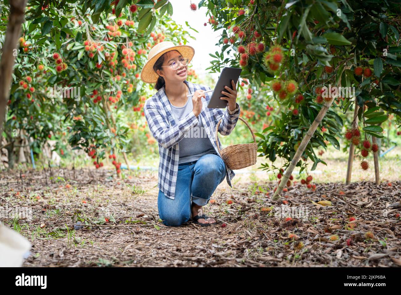 Asia Woman farmer Rambutan fruit Farmer Checking Quality of product ...