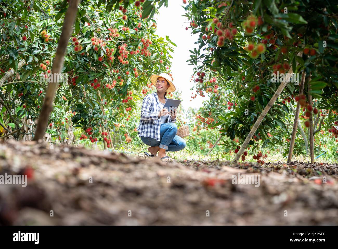 Asia Woman farmer Rambutan fruit Farmer Checking Quality of product ...
