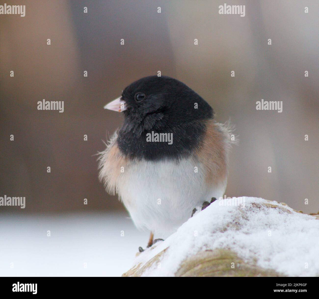 A beautiful shot of Dark-eyed junco in the snow Stock Photo - Alamy