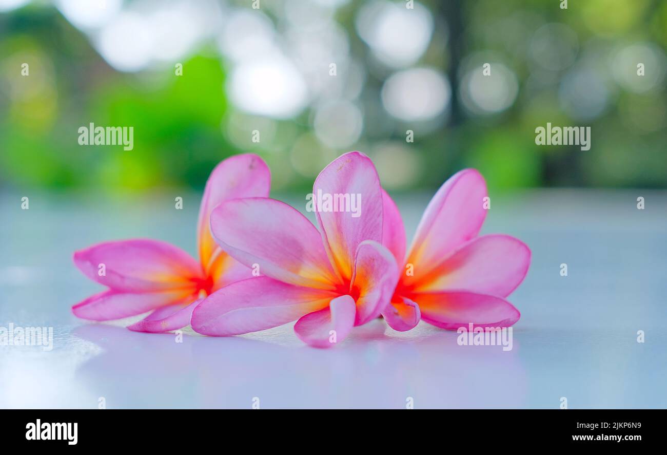The Red frangipani on a bokeh background Stock Photo - Alamy