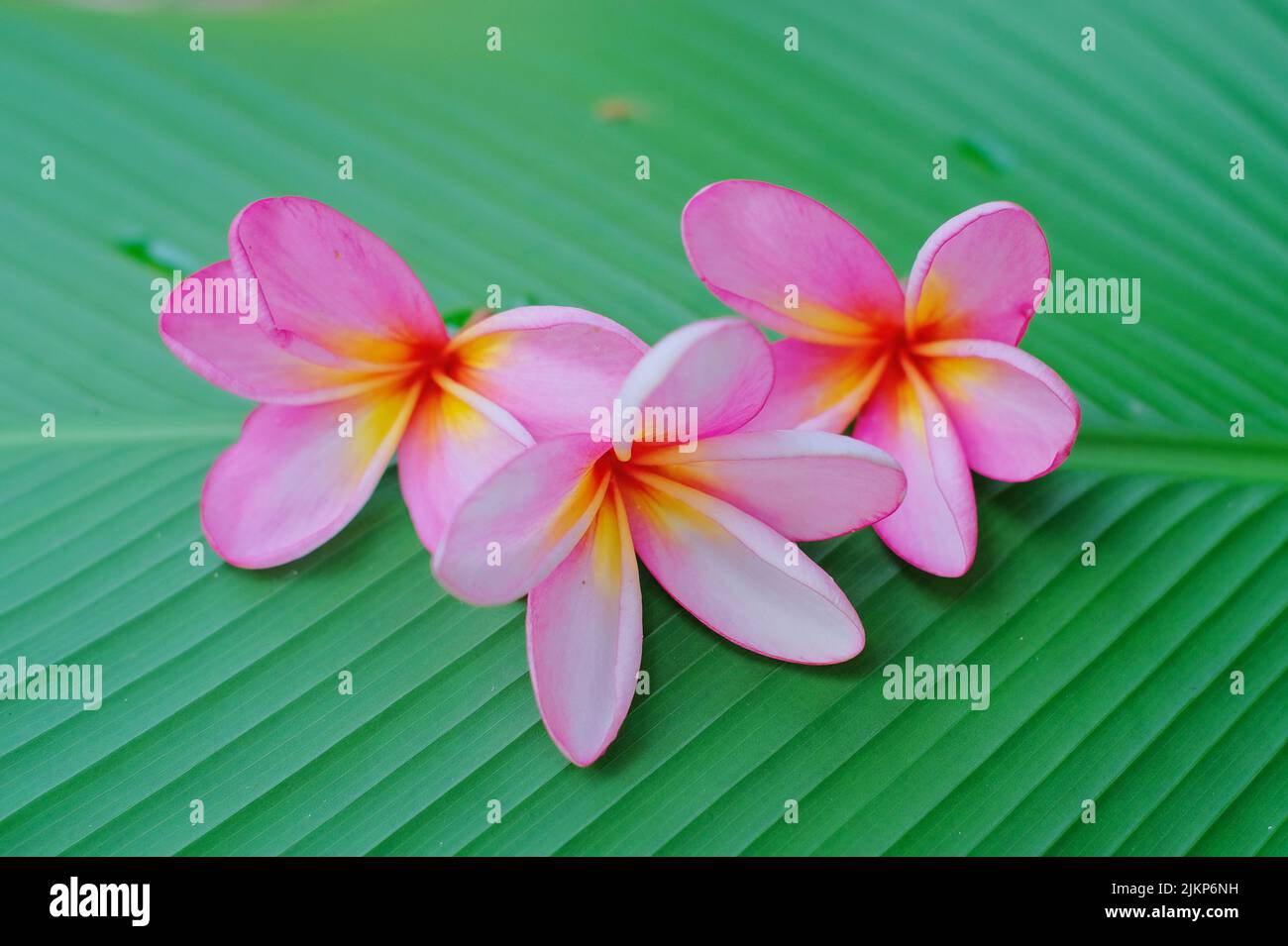 The Red frangipani on a green leaf background Stock Photo - Alamy