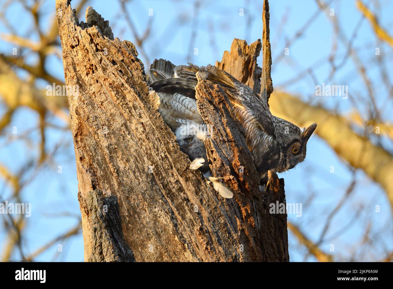 A beautiful shot of a Great Horned Owl nesting in a tree Stock Photo ...