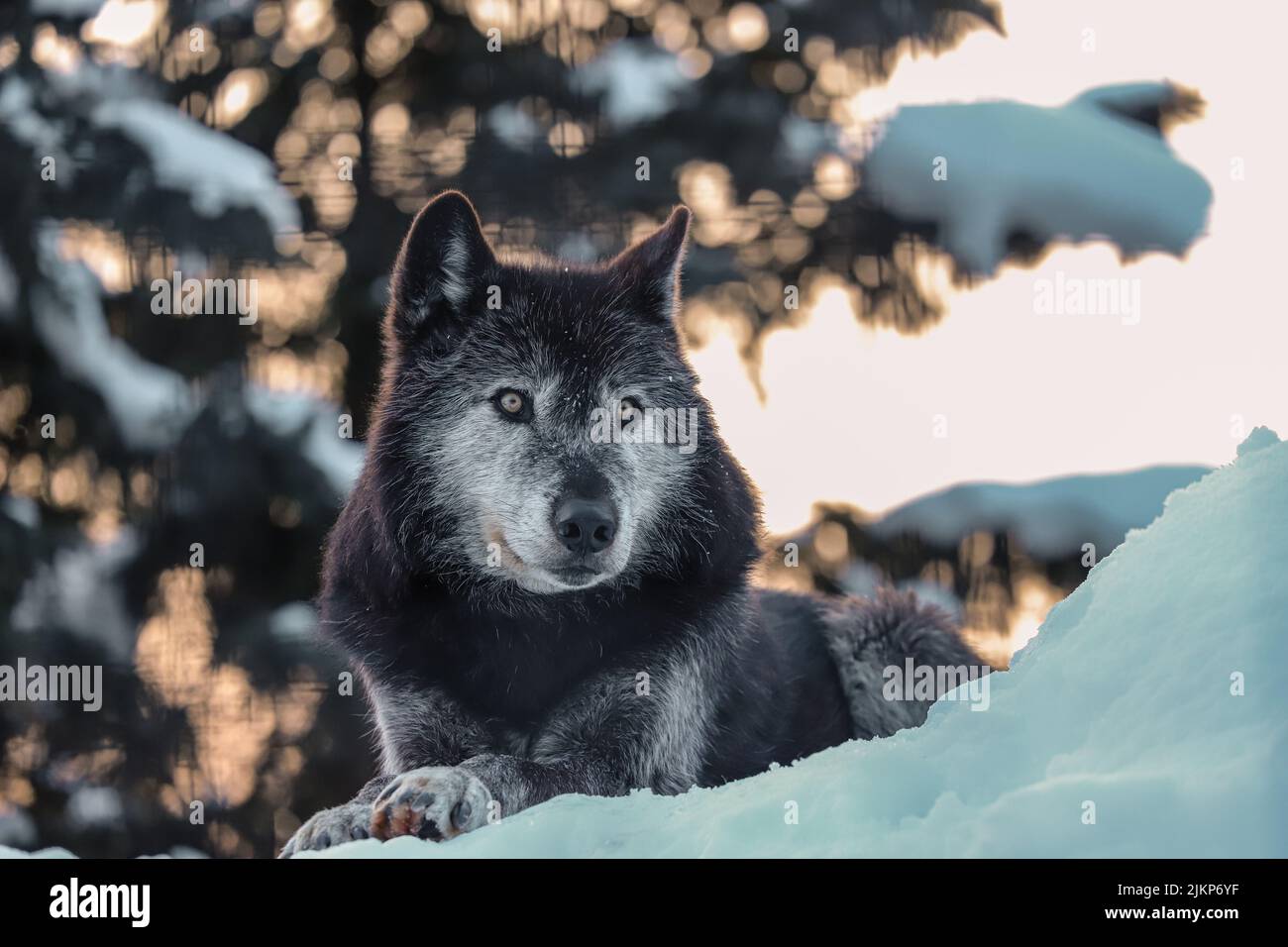 a vertical shot of wolf in snow Stock Photo - Alamy