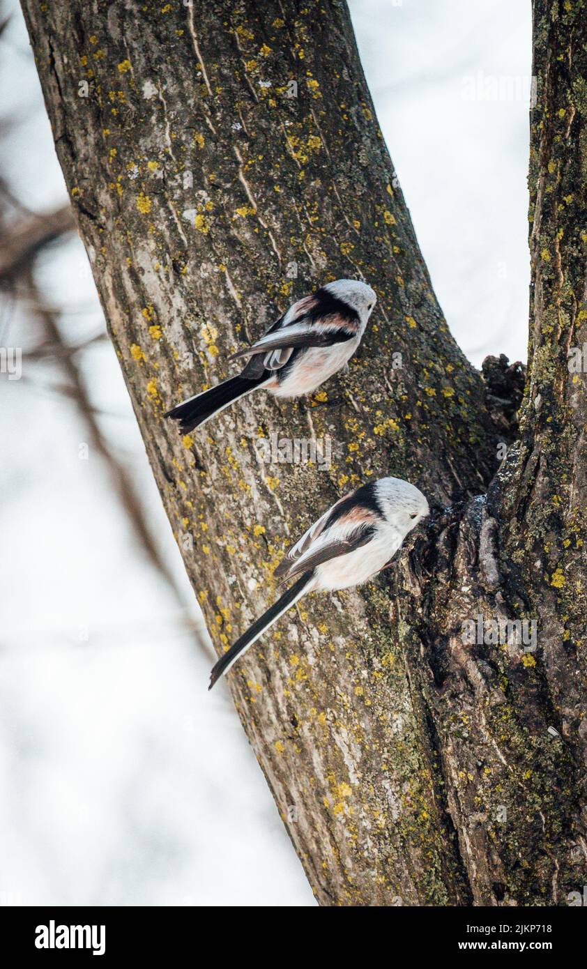 Beauty birds hi-res stock photography and images - Alamy