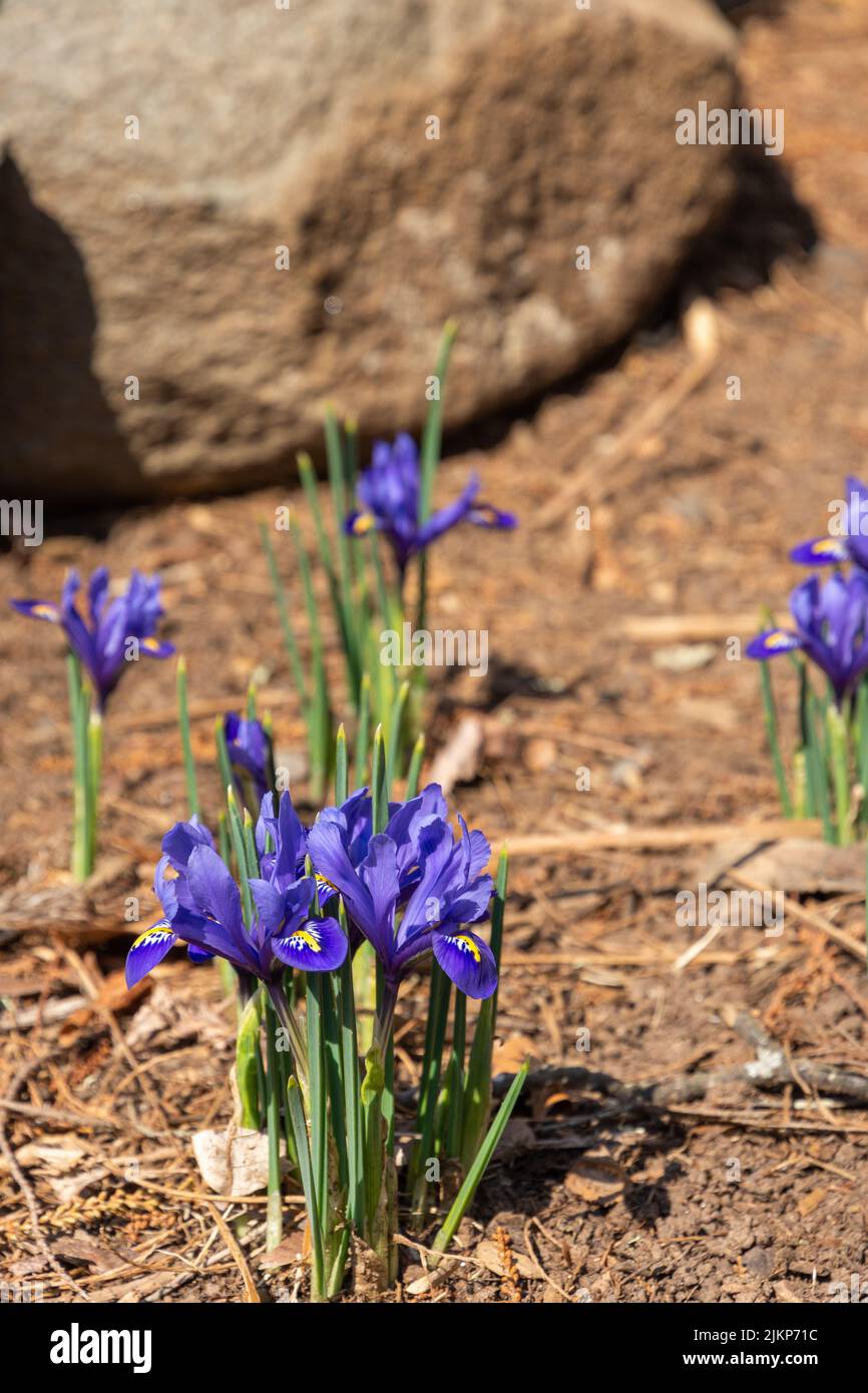 Iris iris reticulata hi-res stock photography and images - Alamy