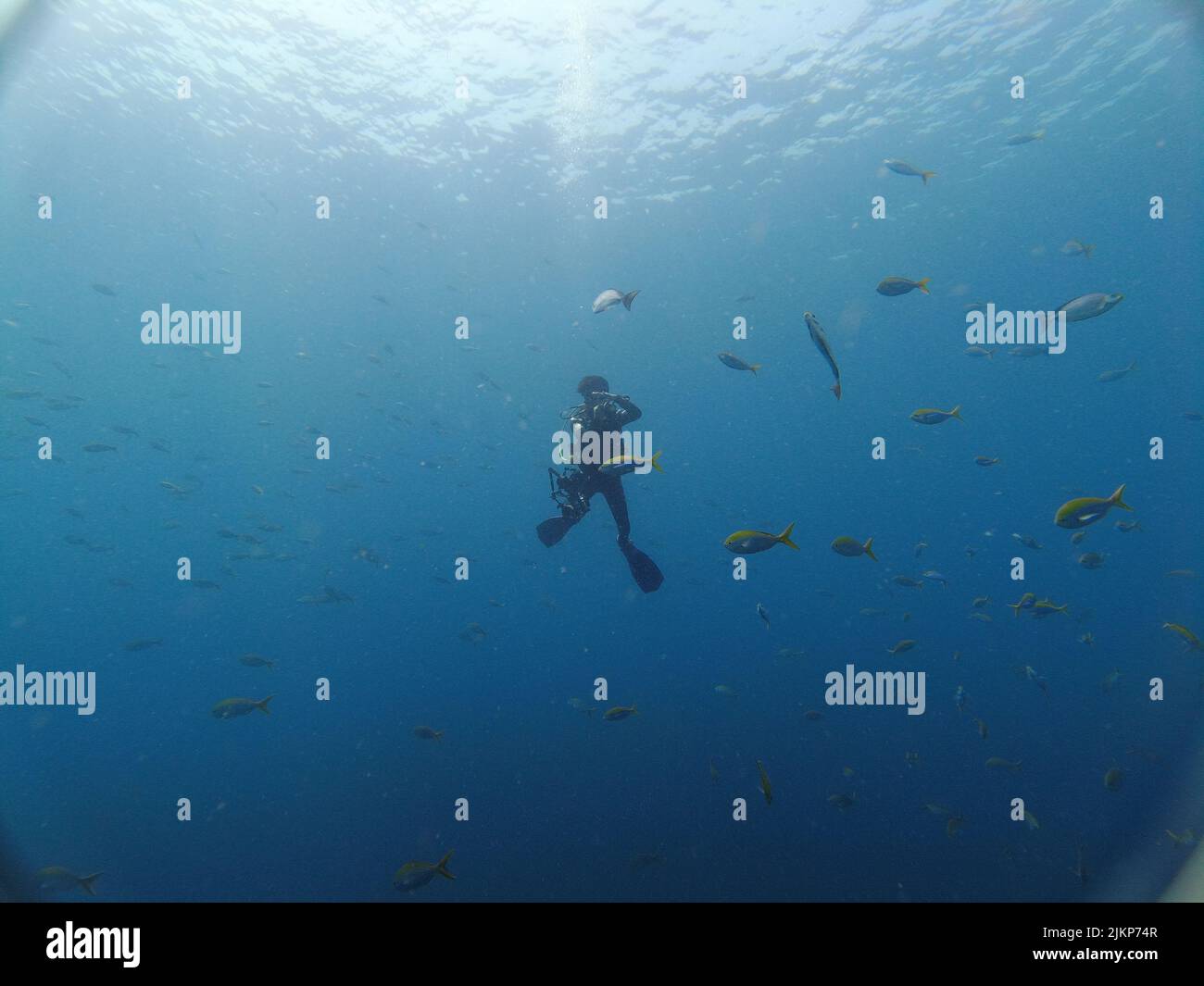 a shot of diver in water surrounded by fish Stock Photo - Alamy