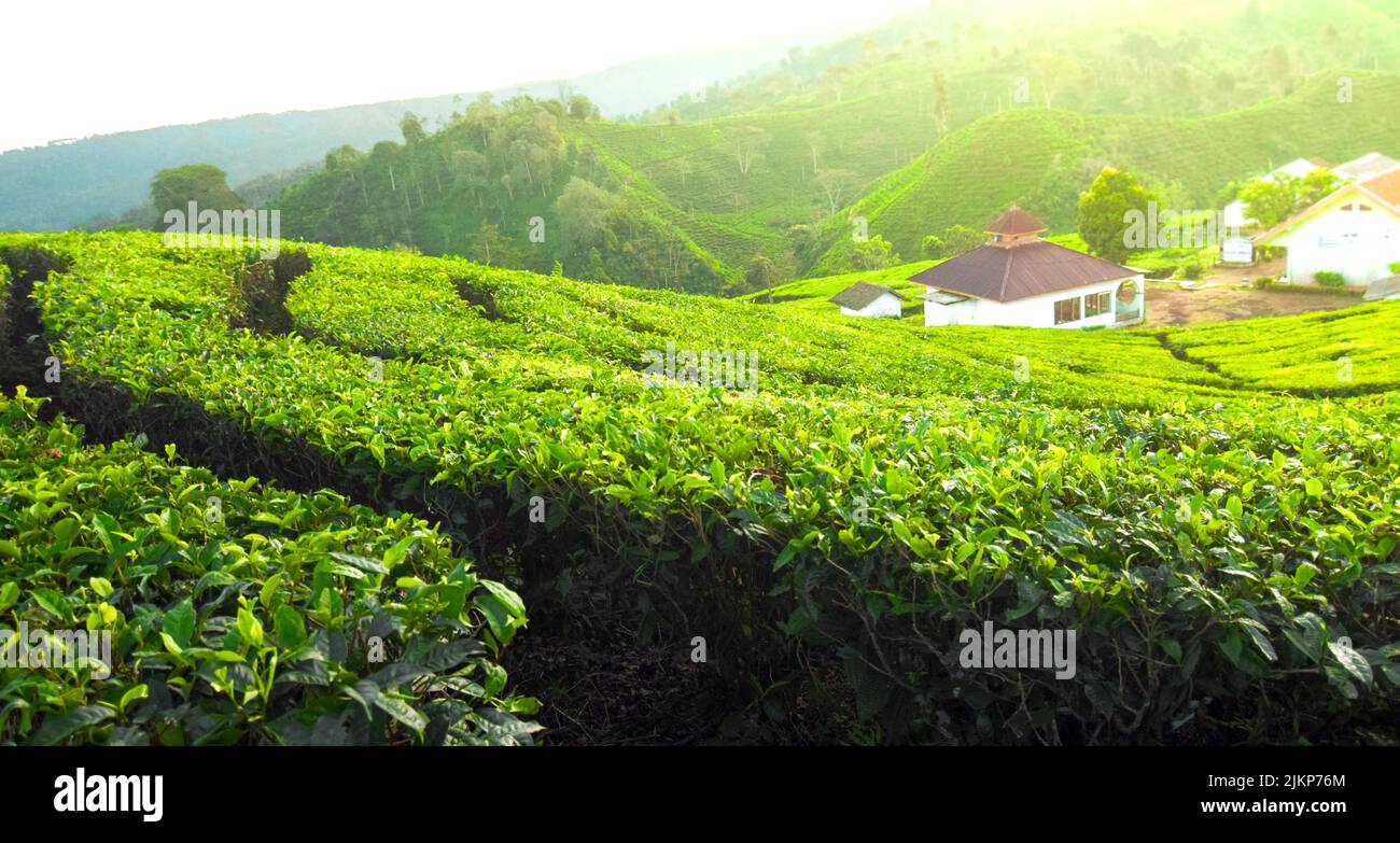 Green hill terrace hi-res stock photography and images - Alamy