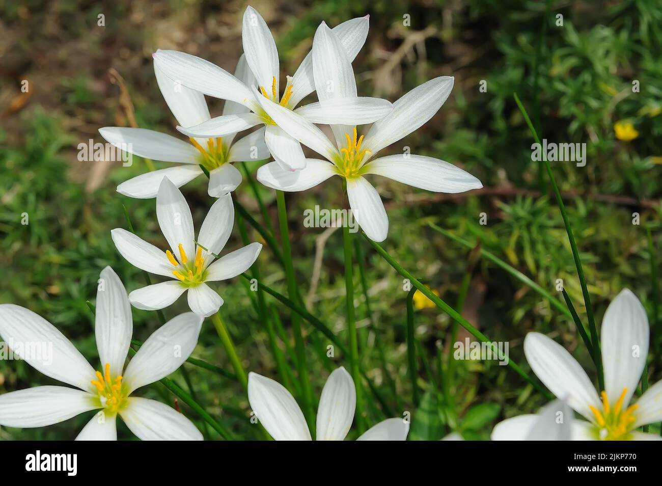 Blooming white rain lilies Zephyranthes carinata Stock Photo - Alamy