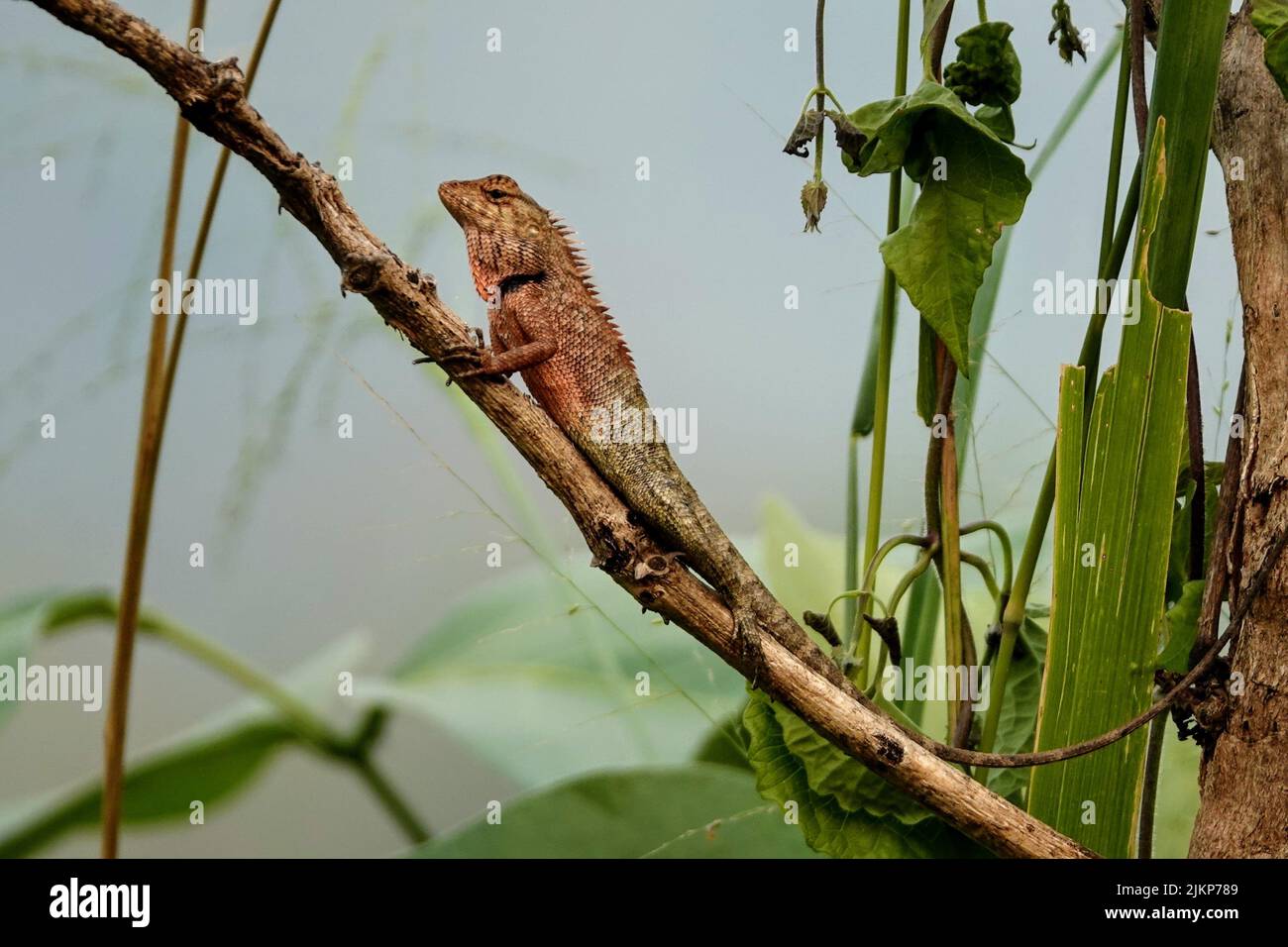 Closeup gecko hi-res stock photography and images - Alamy