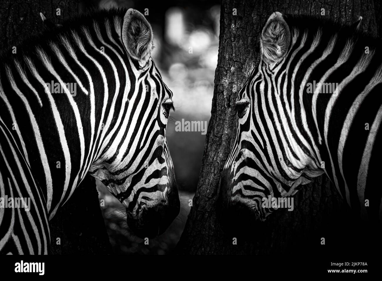 Two zebra hide and seek, think we don't see them. Safari de Peaugres ...