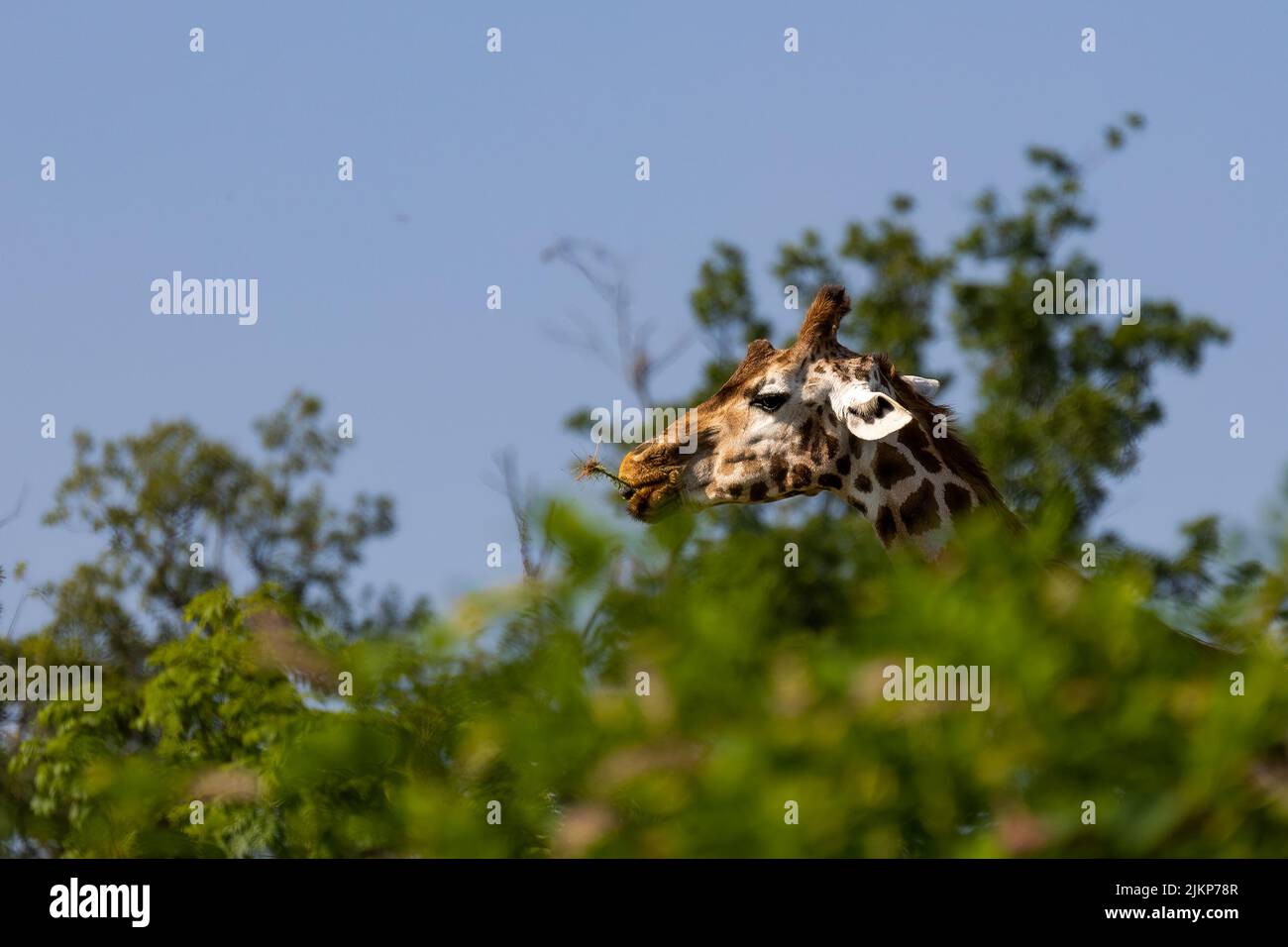 A head of a giraffe protrudes from the trees, it is eating a flower, at ...