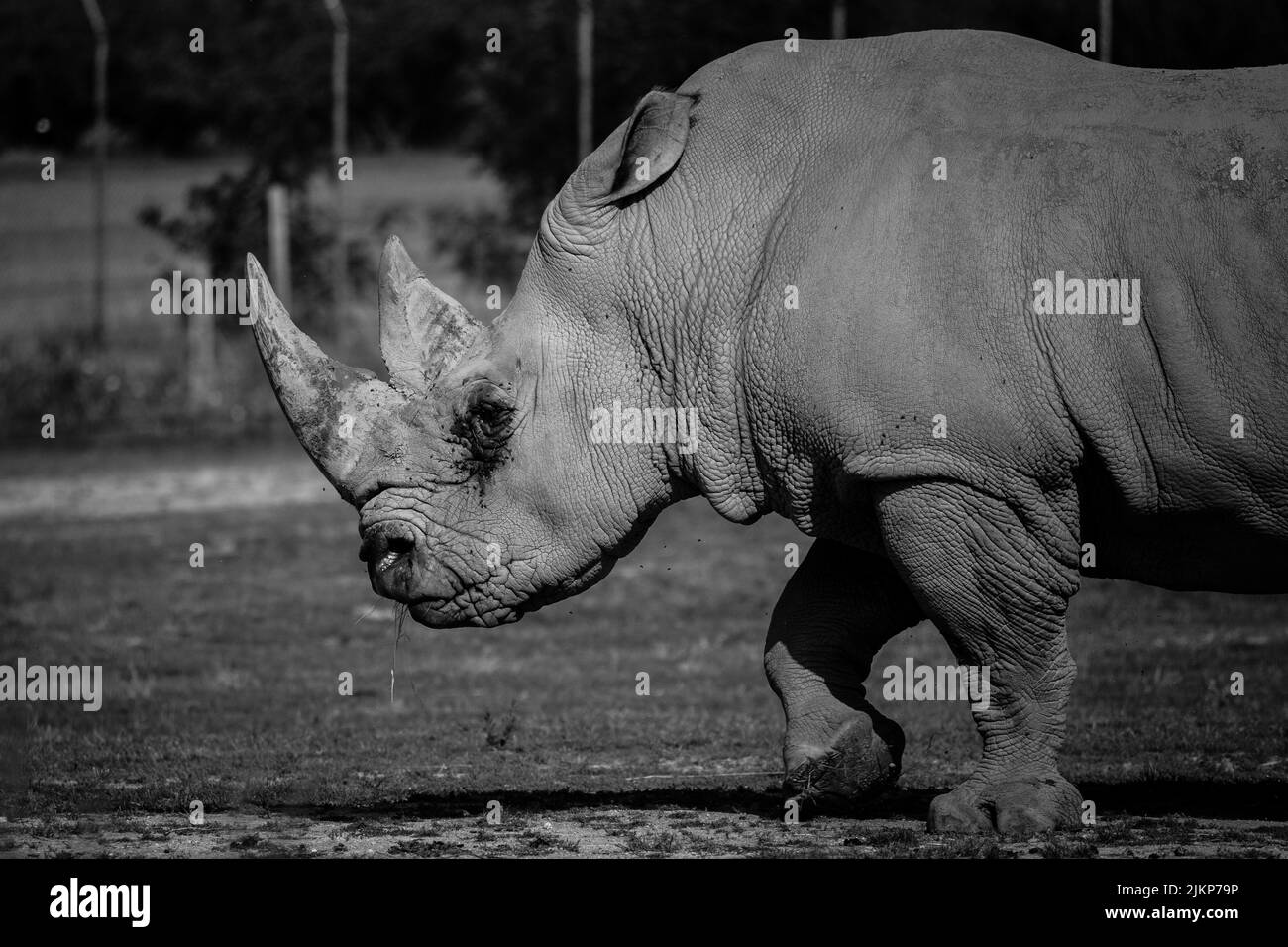 A big rhinoceros walking slowly at the parc, Safari de Peaugres, france ...