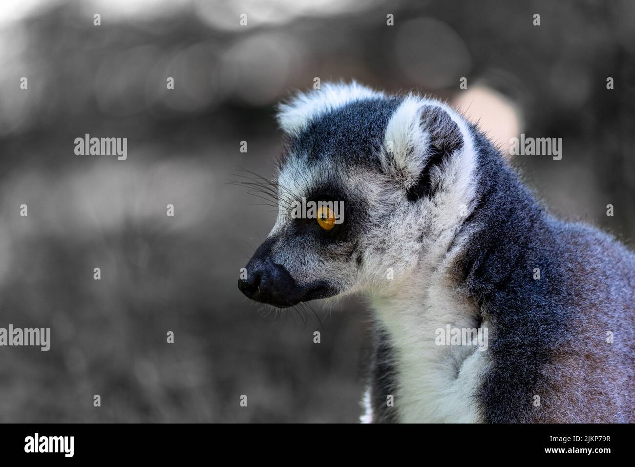 A beautiful Lemur, Maki catta, closeup, at safari de Peaugres, france ...