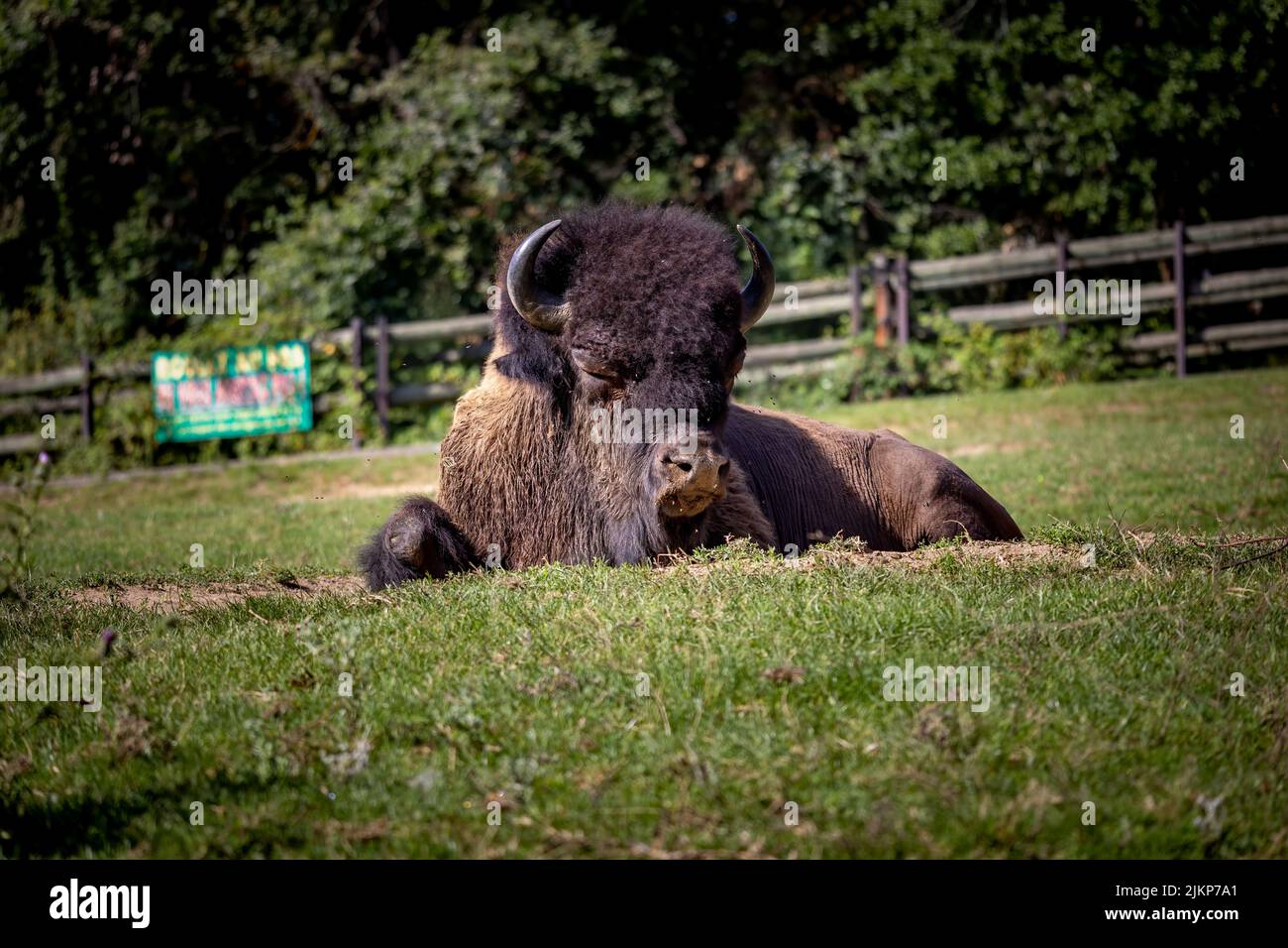 A big bison resting on the grass, Safari de Peaugres, France Stock ...