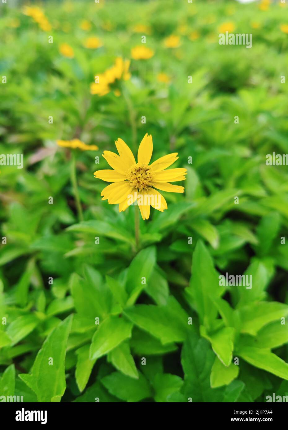Yellow flower vertical hi-res stock photography and images - Alamy
