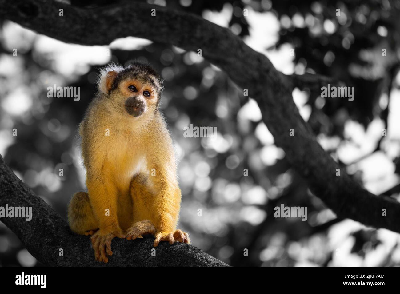Saimari monkey, with yellow colour, standing on its branch at Safari de ...