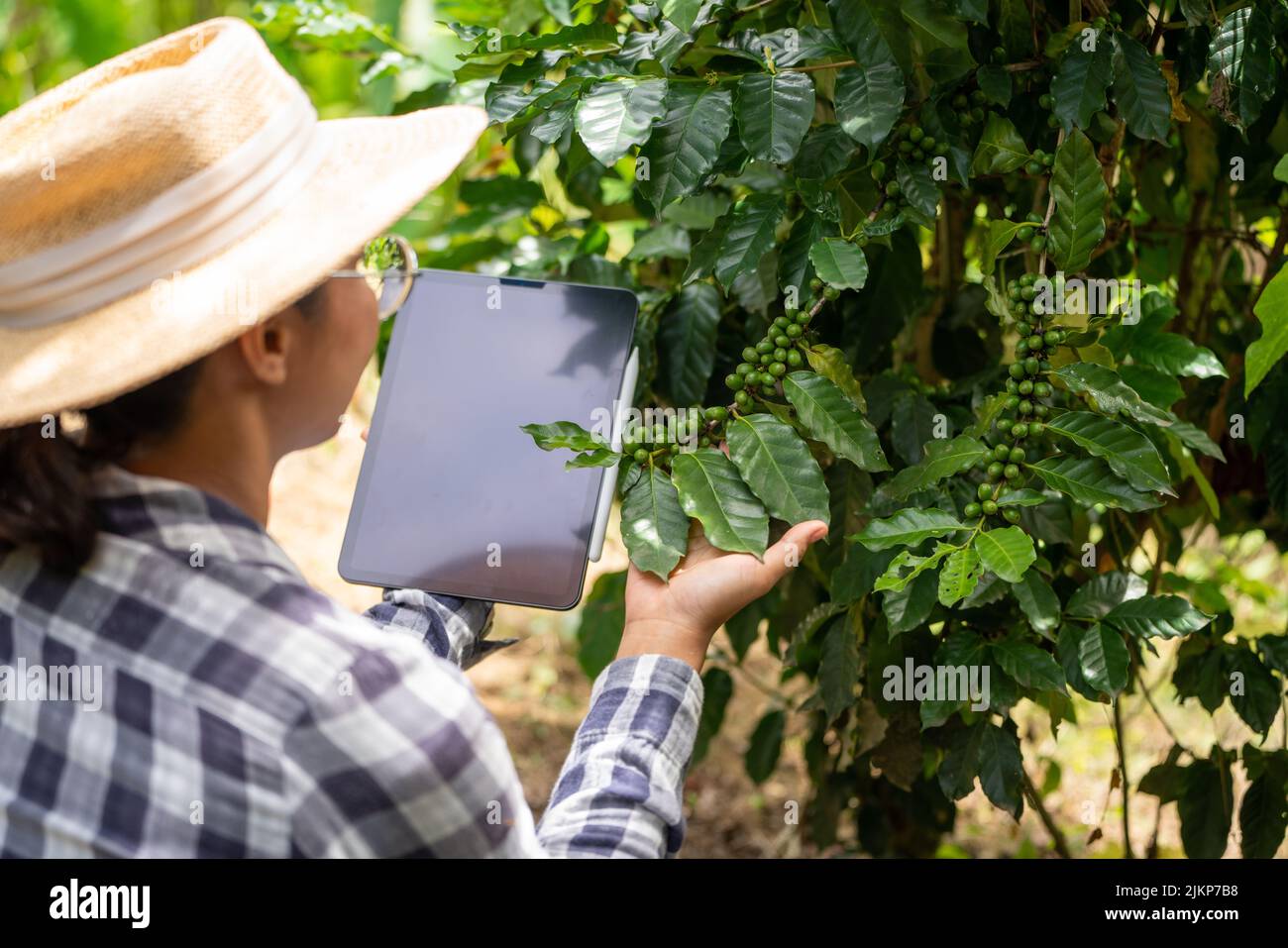 Woman farmer check arabica coffee beans with tablet farmer berries with ...