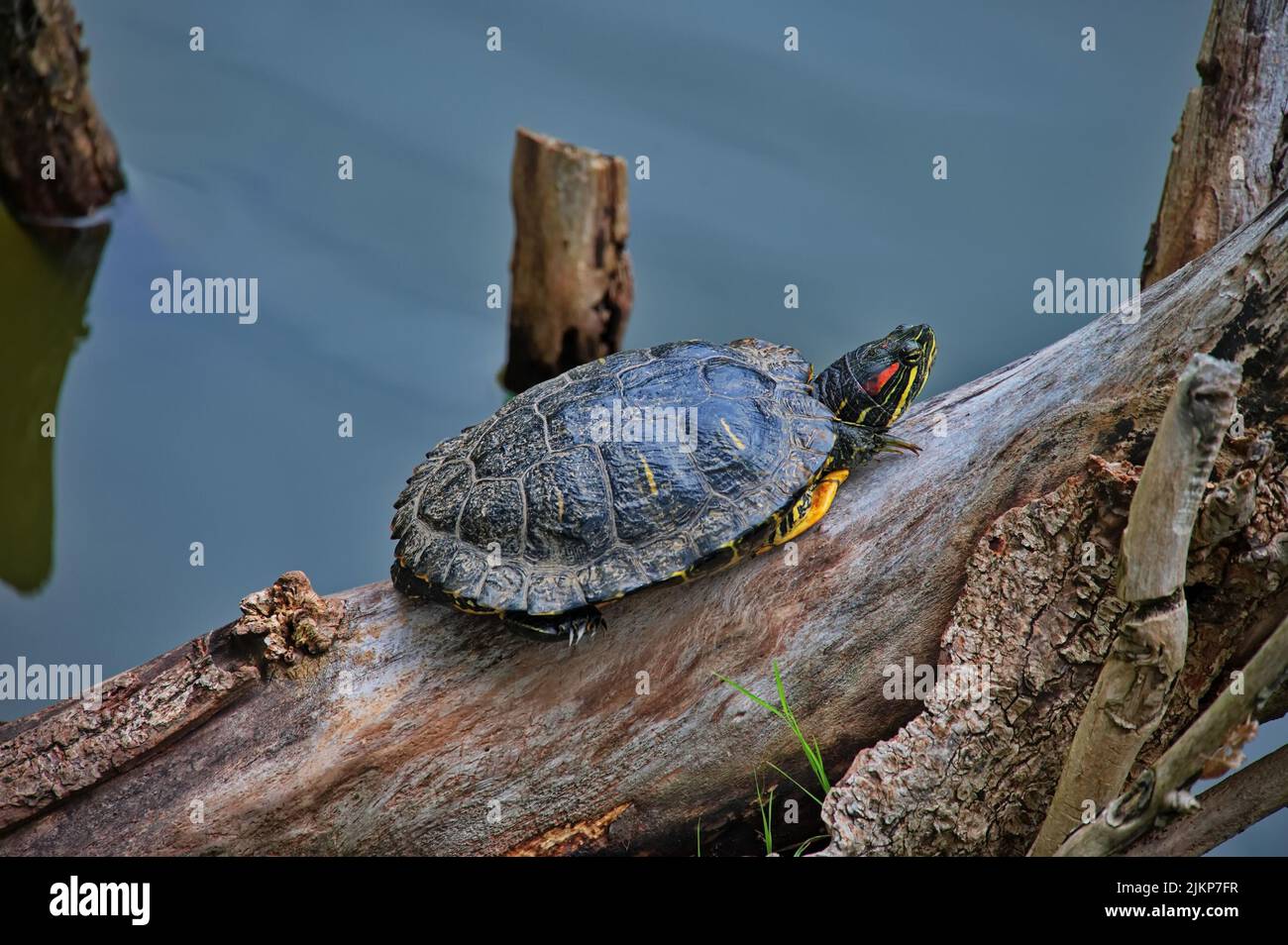 Above trunk hi-res stock photography and images - Alamy
