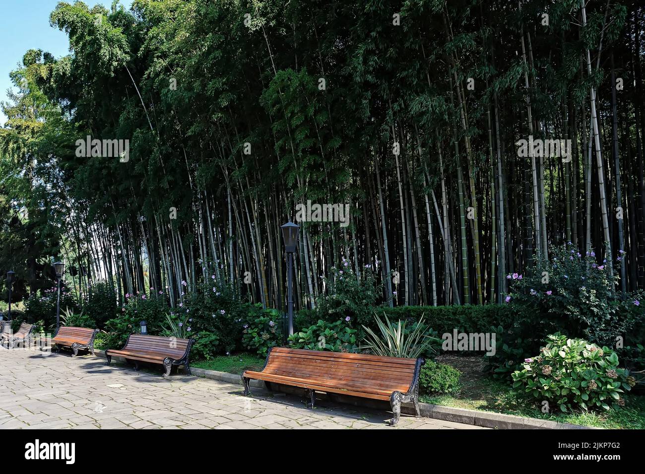 Bamboo grove in the garden of Batumi in Georgia Stock Photo - Alamy