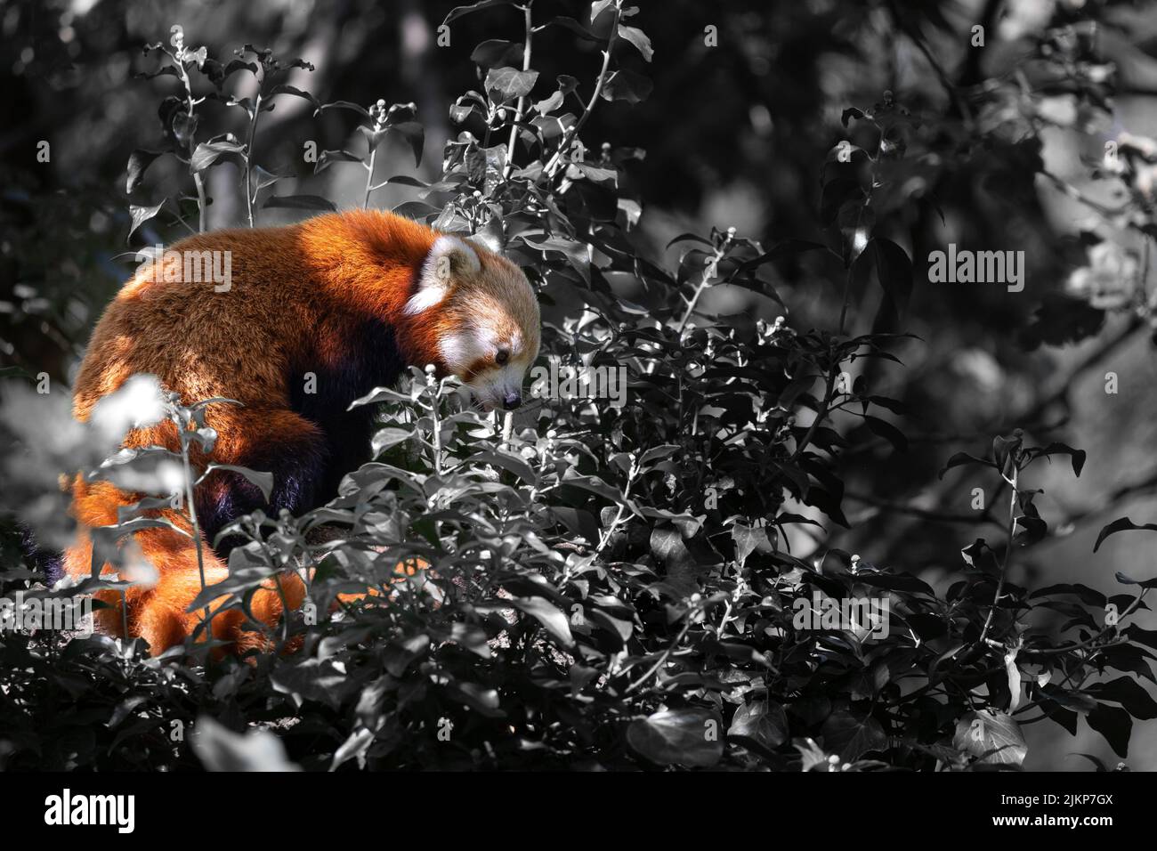 A beautiful colored red panda at safari de Peaugres, france Stock Photo ...