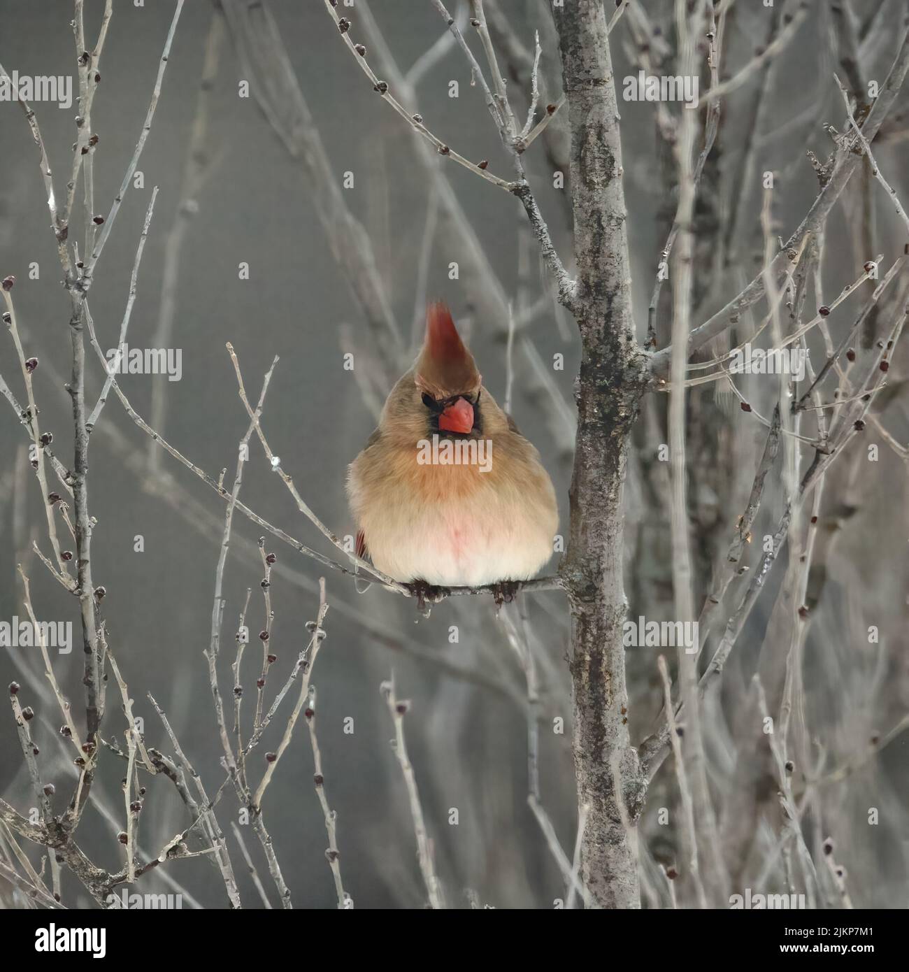 Golden color bird hi-res stock photography and images - Alamy