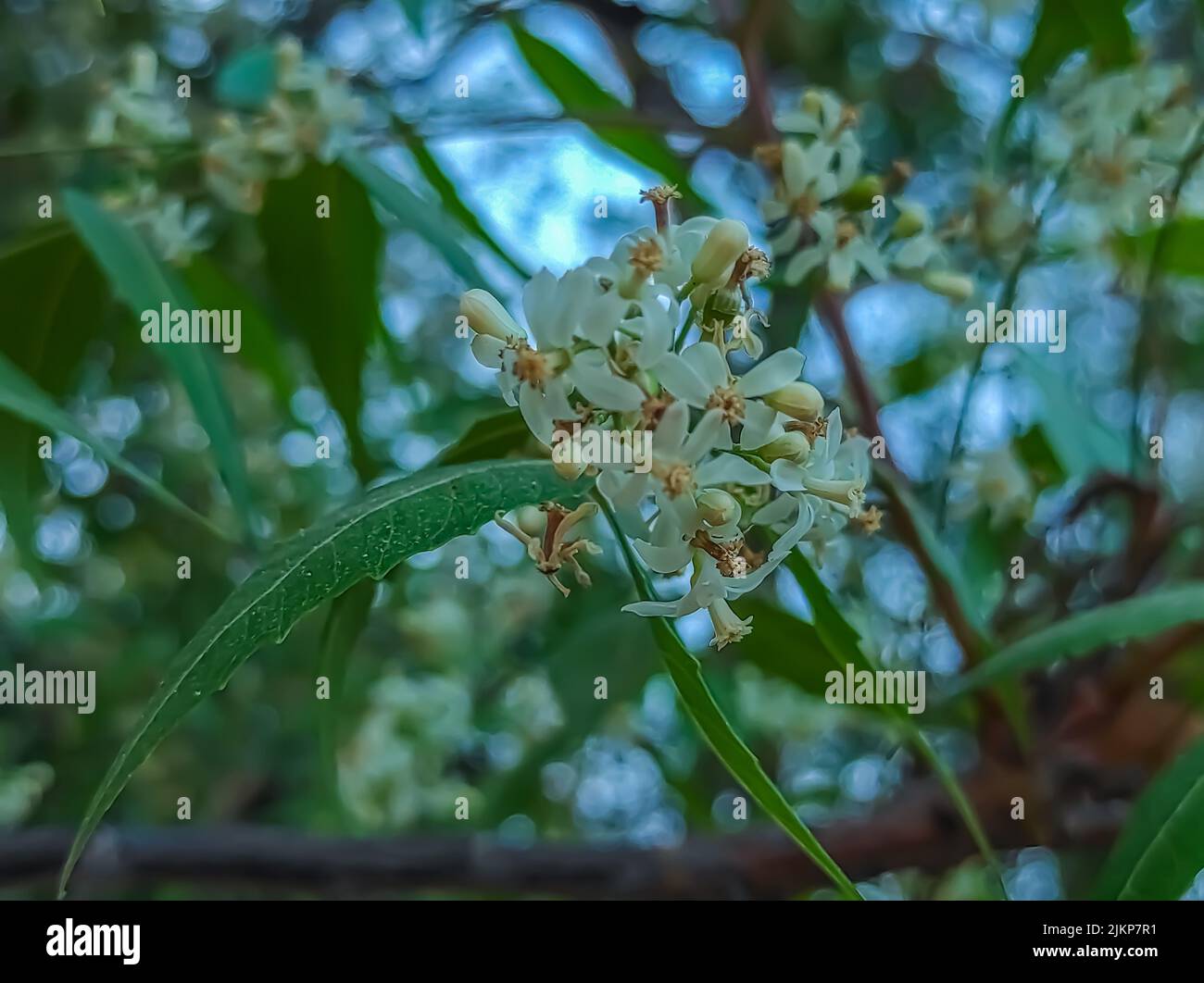 Azadirachta indica leaves hi-res stock photography and images - Alamy
