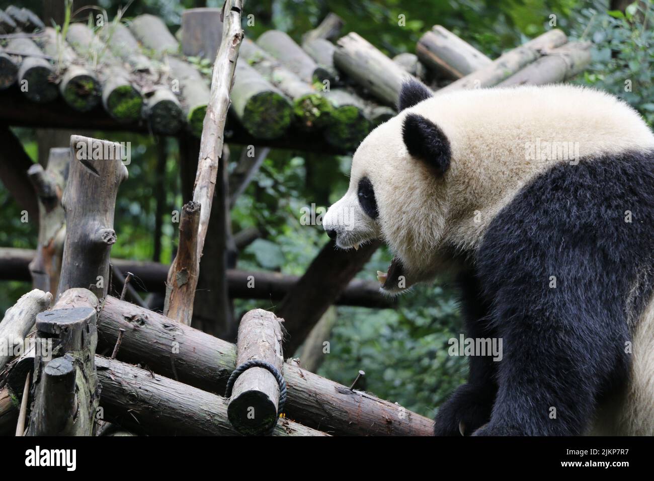 A view of a beautiful panda on a tree in a zoo Stock Photo - Alamy