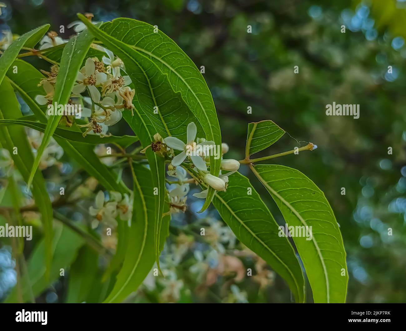 Azadirachta indica leaves hi-res stock photography and images - Alamy