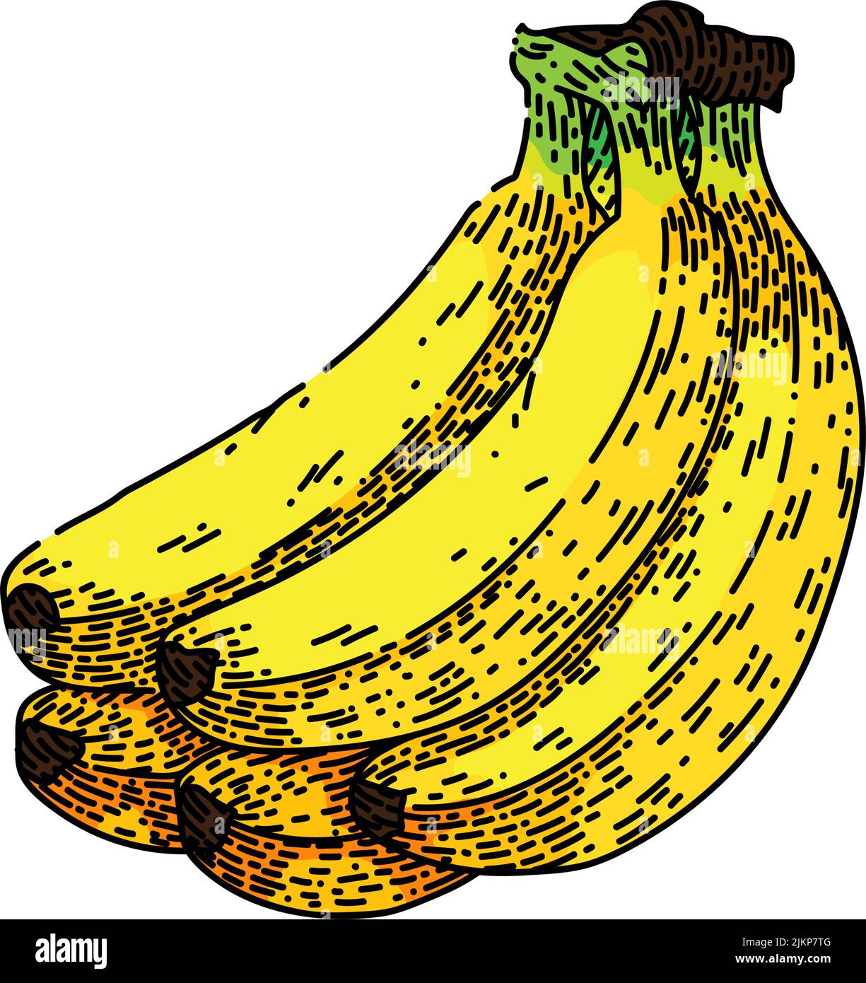 banana bunch sketch hand drawn vector Stock Vector Image & Art - Alamy