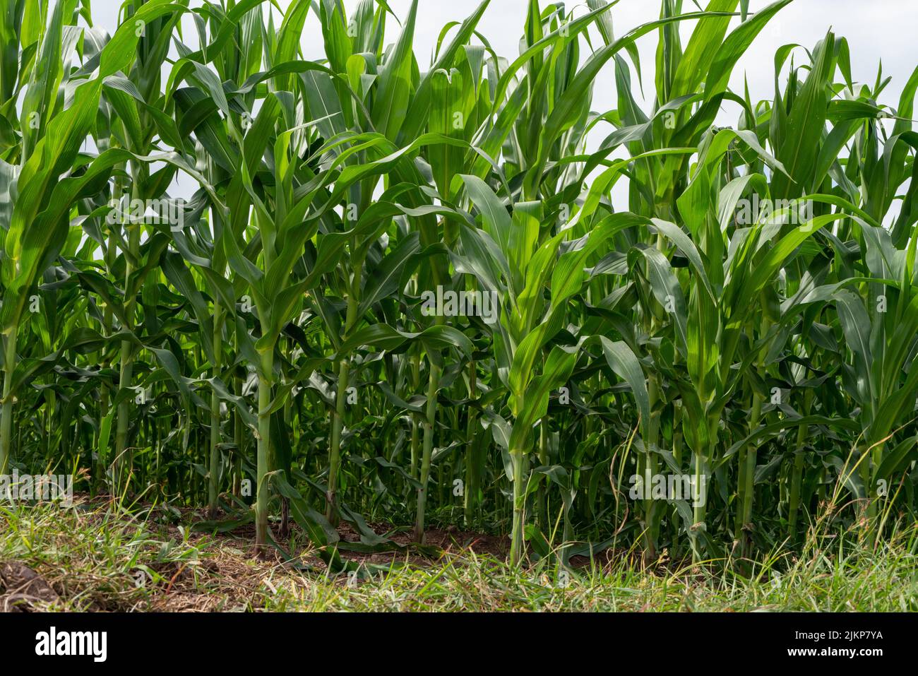 Corn garden plants in Corn field farm Stock Photo - Alamy