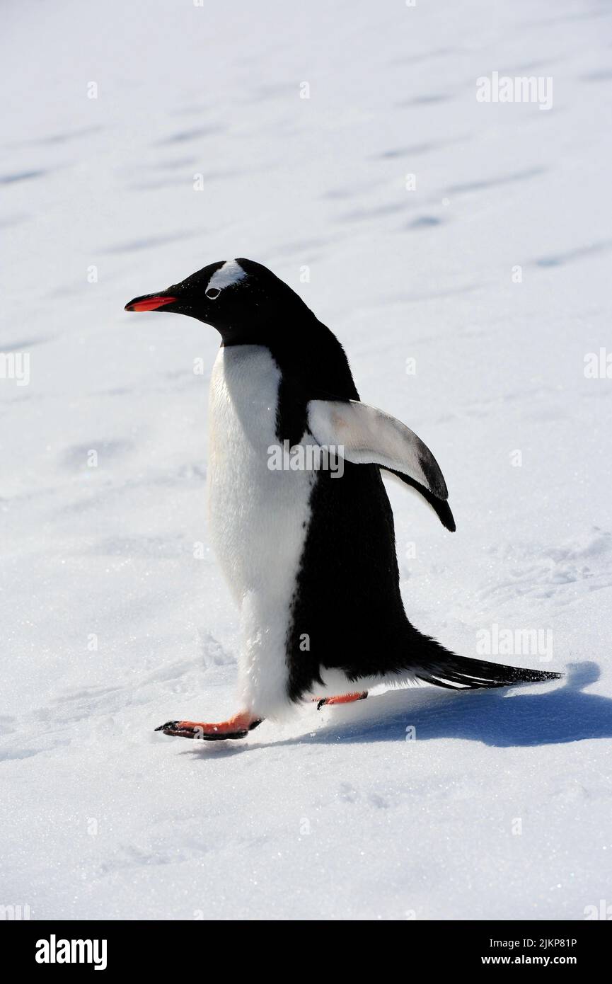Closeup penguin beak hi-res stock photography and images - Alamy