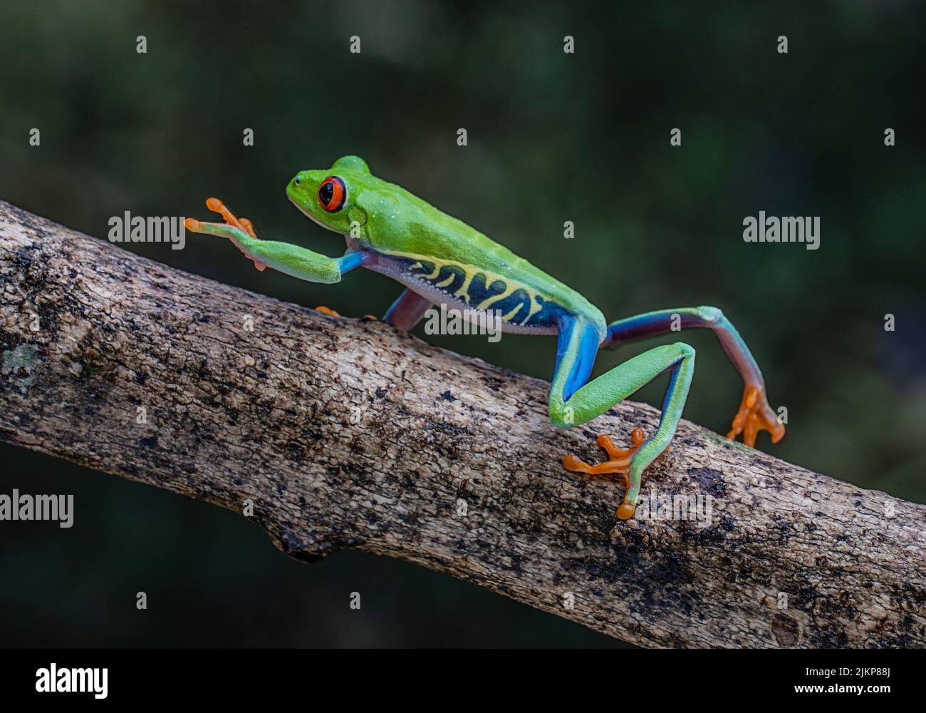 A closeup shot of a red-eyed tree frog on a branch of a tree Stock ...