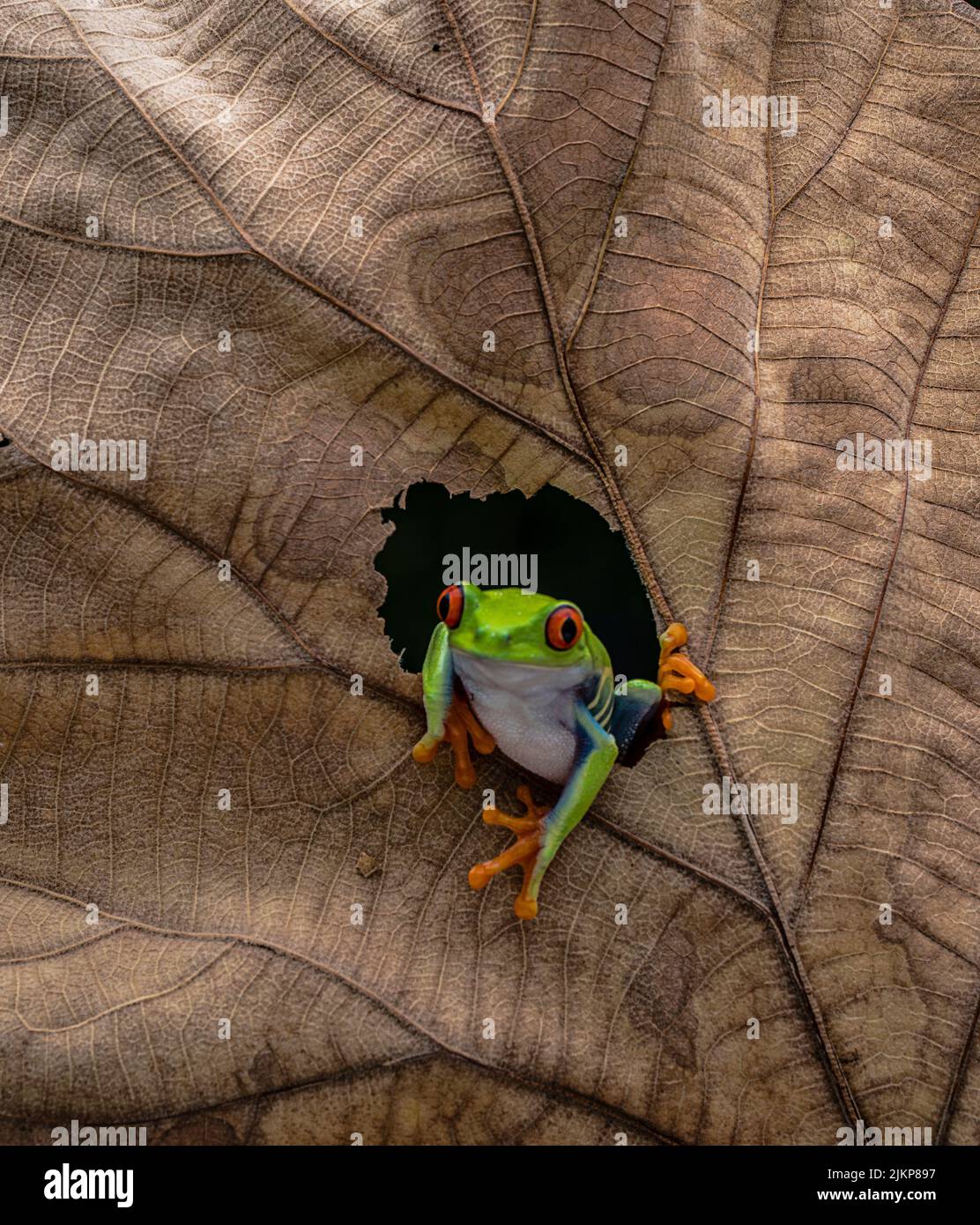 A red-eyed tree frog peeking out of a hole in a leaf Stock Photo - Alamy